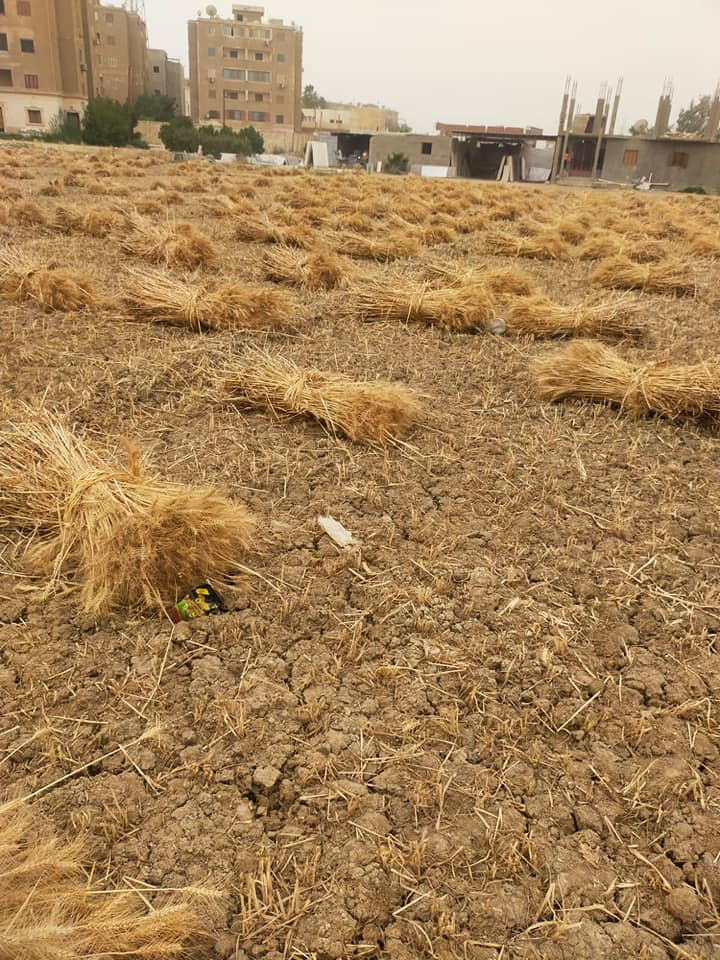 In Pics: Farmers in Upper Egypt supply local wheat to the state ...