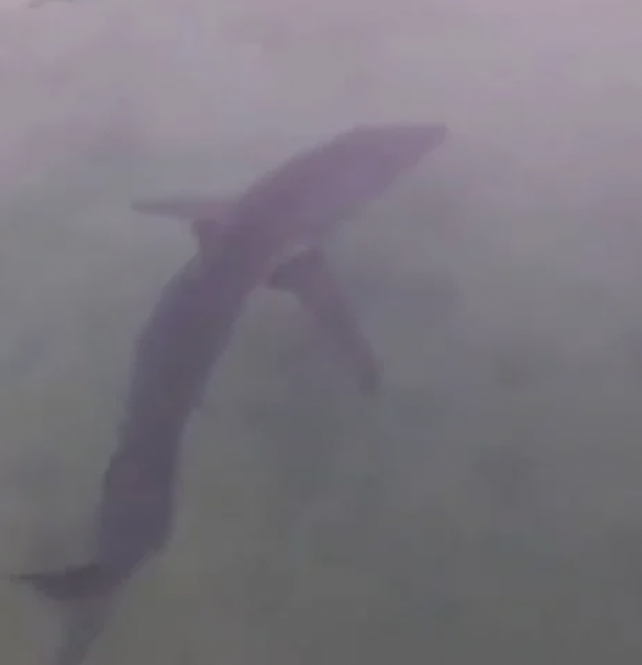 Possible Mako or Blacktip Reef shark spotted near Egypt’s Red Sea Beach ...