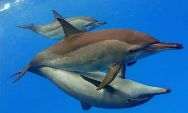 In pics: Samadai Reef in Egypt’s Marsa Alam has largest dolphin ...