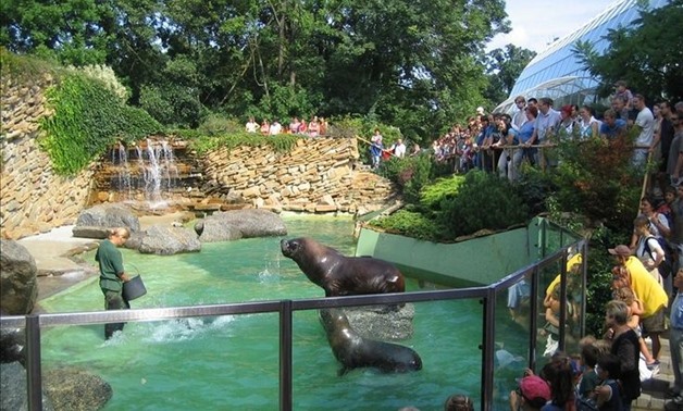 Czech zoo burns horns it sawed off rhinos after French attack - EgyptToday