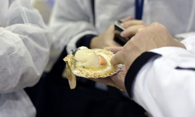 Scallops have 200 eyes, which function like a telescope: study - EgyptToday
