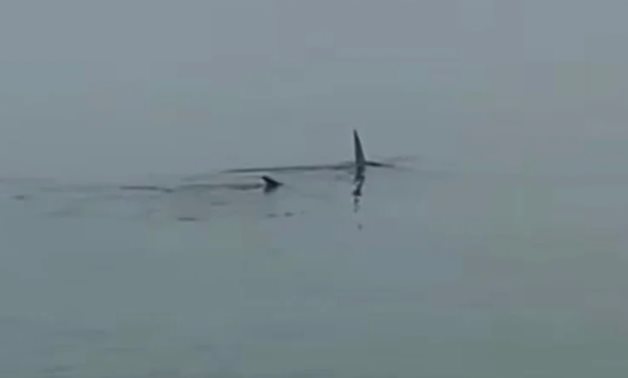 Possible Mako or Blacktip Reef shark spotted near Egypt’s Red Sea Beach ...
