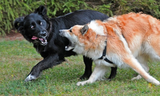 Are you a dog owner? Know the rules of taking your pet outside - EgyptToday